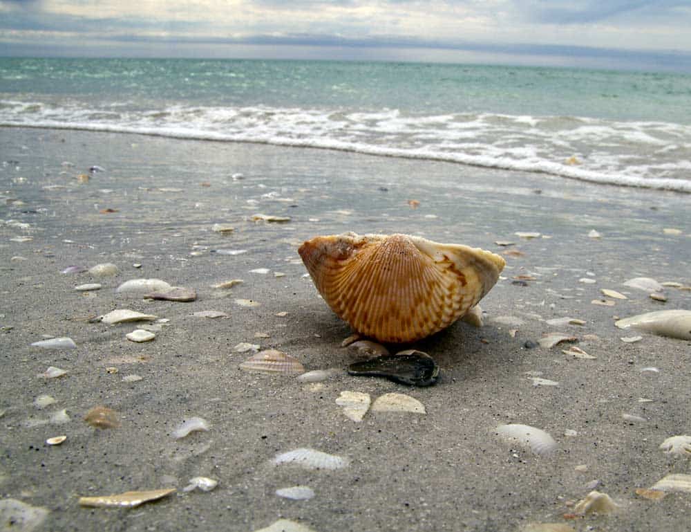 Cayo Costa State Park, FL: What to See & Do + How to Get There