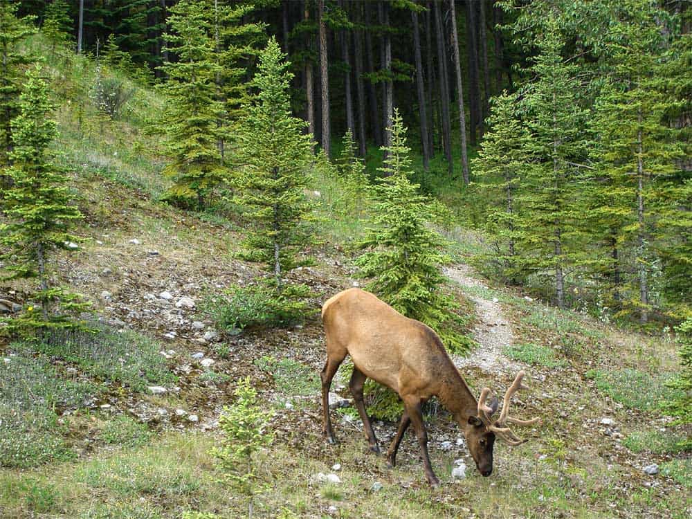 The BEST Things to Do in Jasper: Top Attractions & Places to Visit in 2022