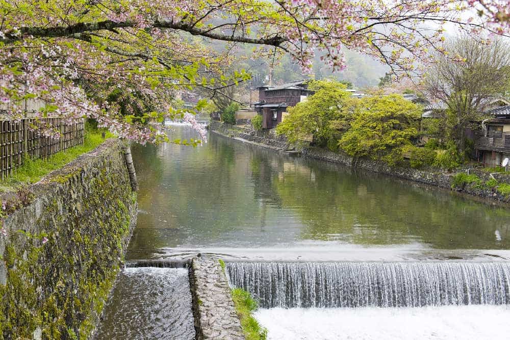Cherry Blossoms in Kyoto: When & Where to See Sakura in 2024