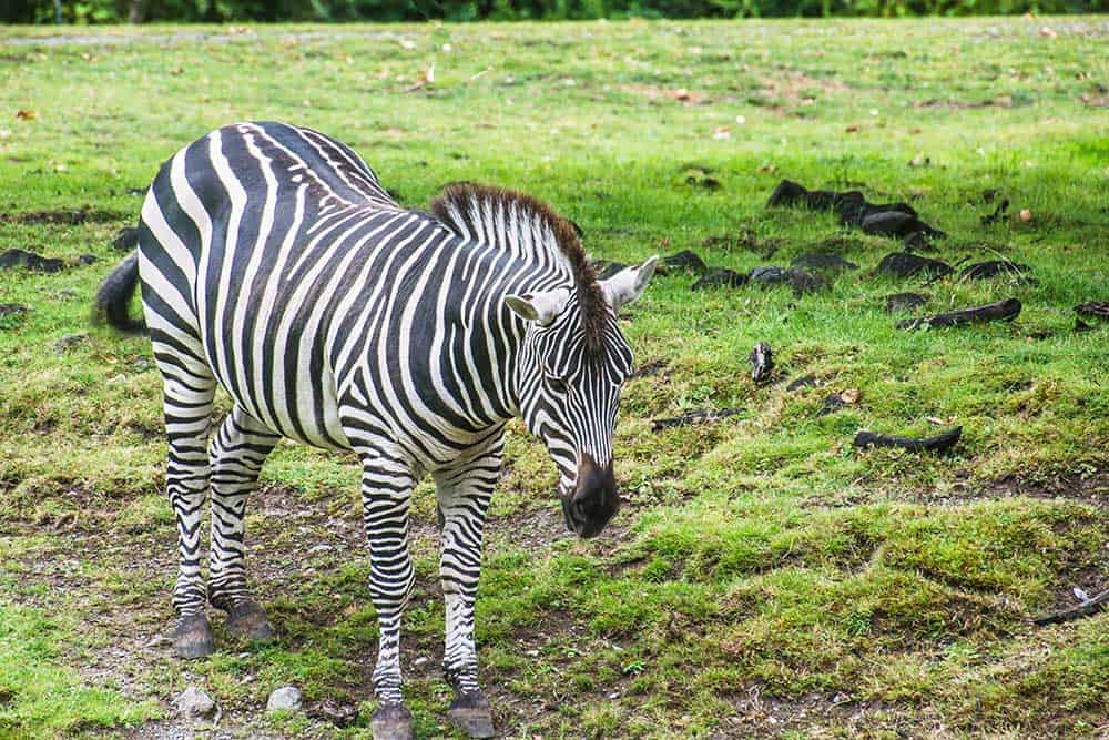 One Day in Seattle: Itinerary & Where to Go in 24 Hours